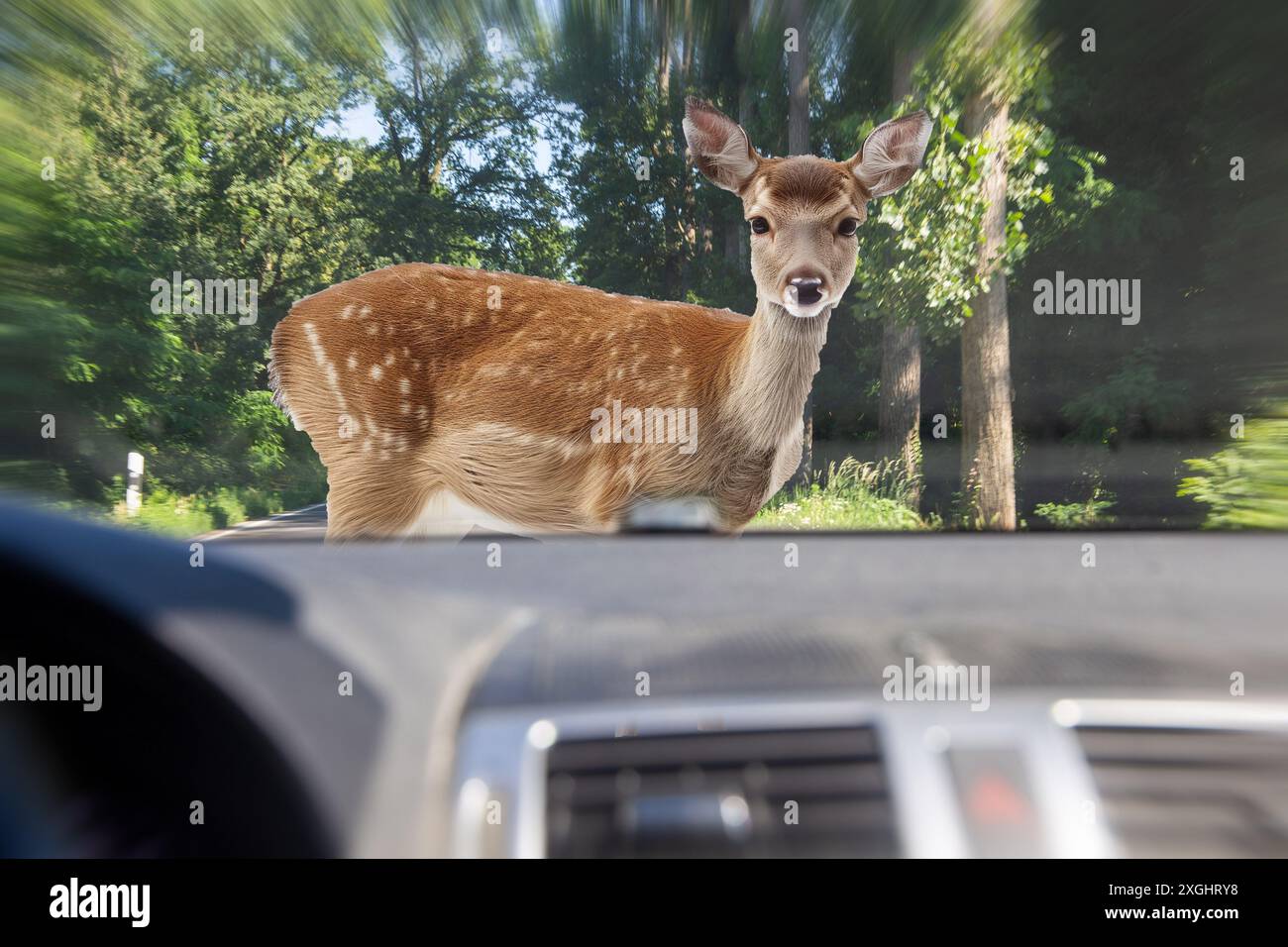 Symbol image Danger from wildlife crossing: A deer crosses the road in ...
