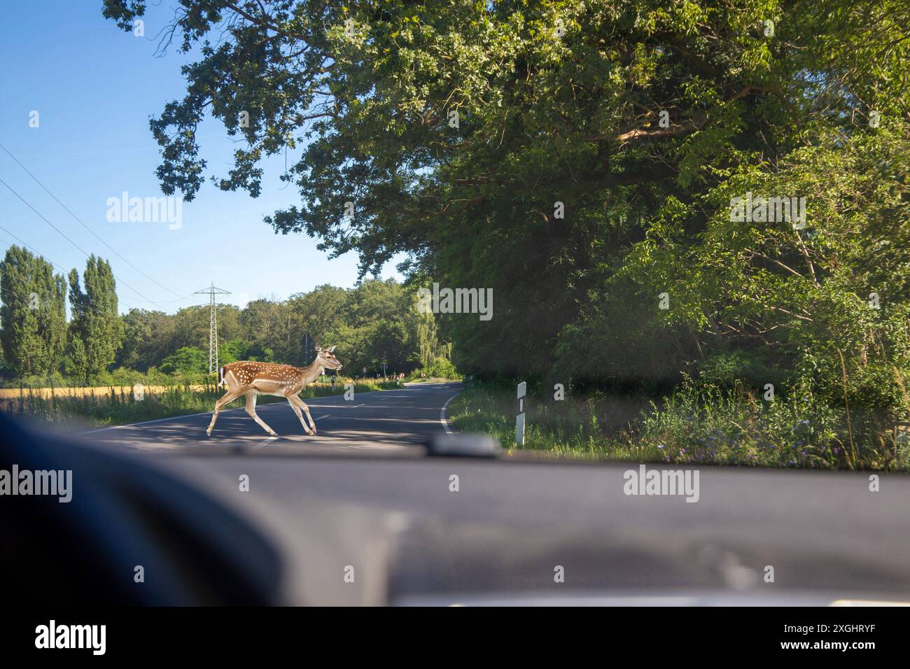 Symbol image Danger from wildlife crossing: A deer crosses the road in ...