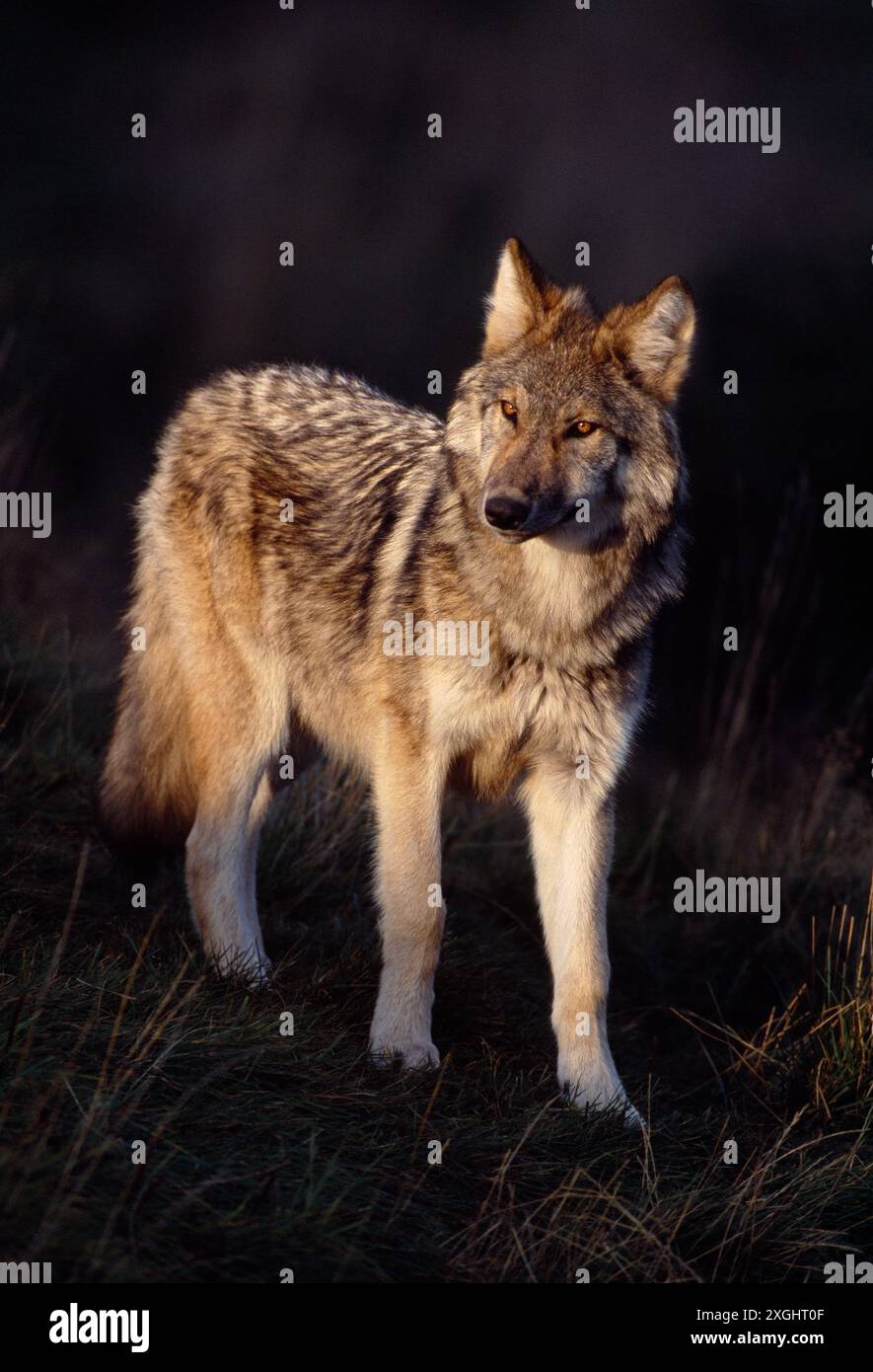 European wolf (Canis lupus lupus) captive animal at Highland Wildlife ...