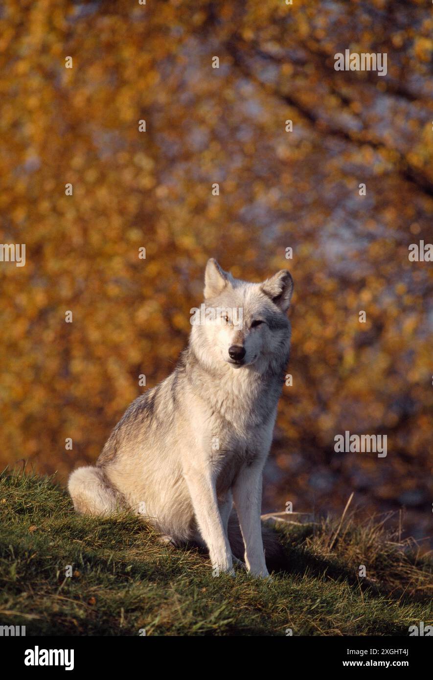 European wolf (Canis lupus lupus) captive animal at Highland Wildlife ...