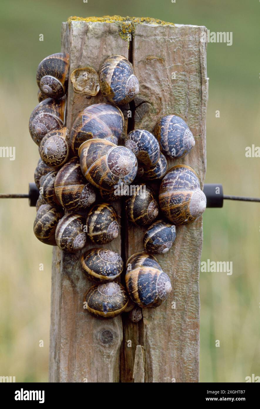 Garden Snail (Helix aspersa) garden snails clustered together on fence ...