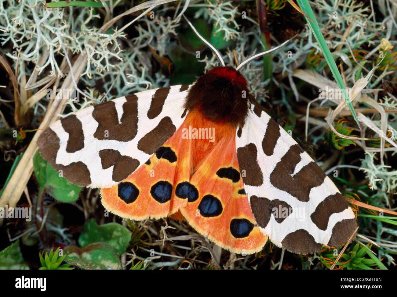 Garden Tiger Moth (Arctia caja) resting on coastal dune heath at ...