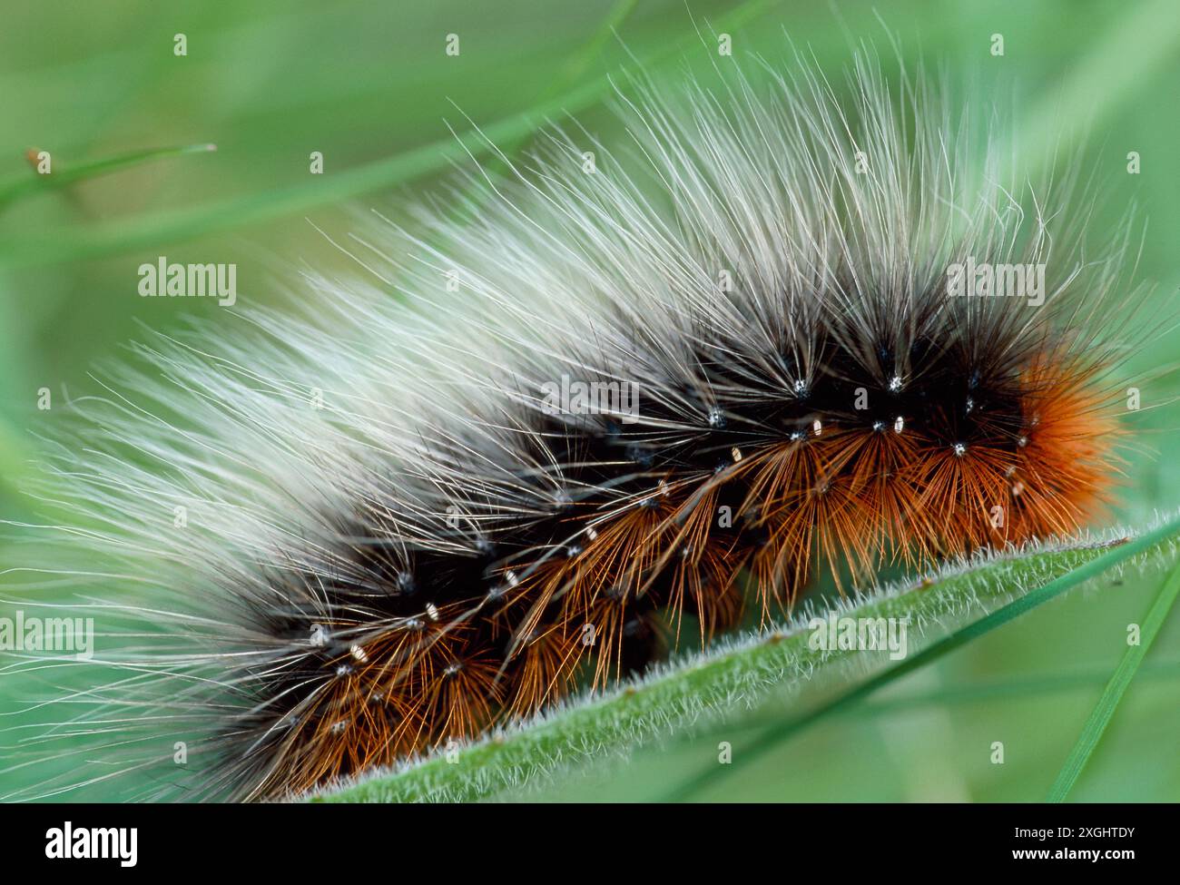 Garden Tiger Moth (Arctia caja) larva / caterpillar, Isle of Rum ...