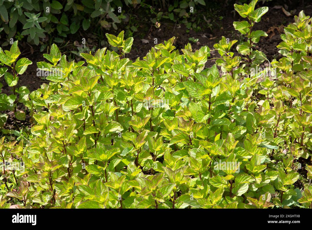 Peppermint mentha piperita hi-res stock photography and images - Alamy