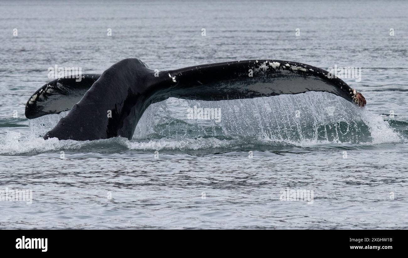 Humpback whale tail fin fluke as water cascades off in waterfall effect ...