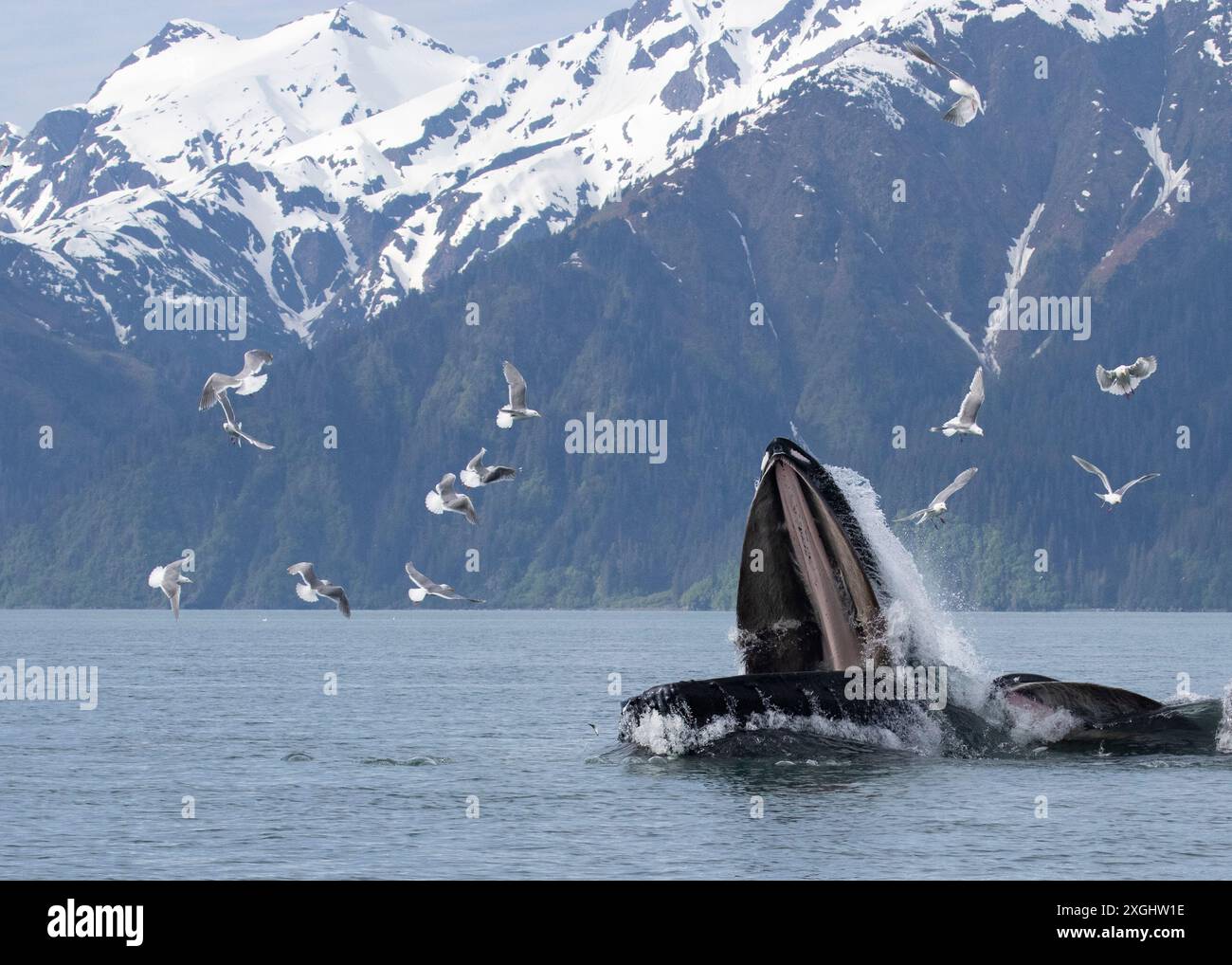 Humpback whale and calf bubble feeding break surface with snow capped ...