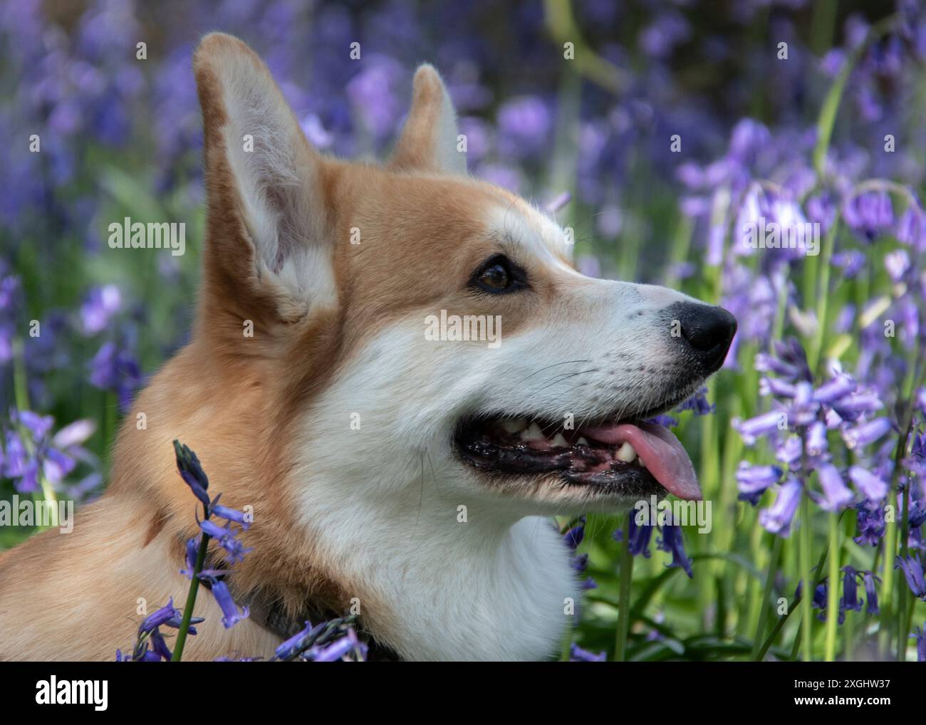 Pedigree Pembroke Corgi dog side profile of head and face taken in ...