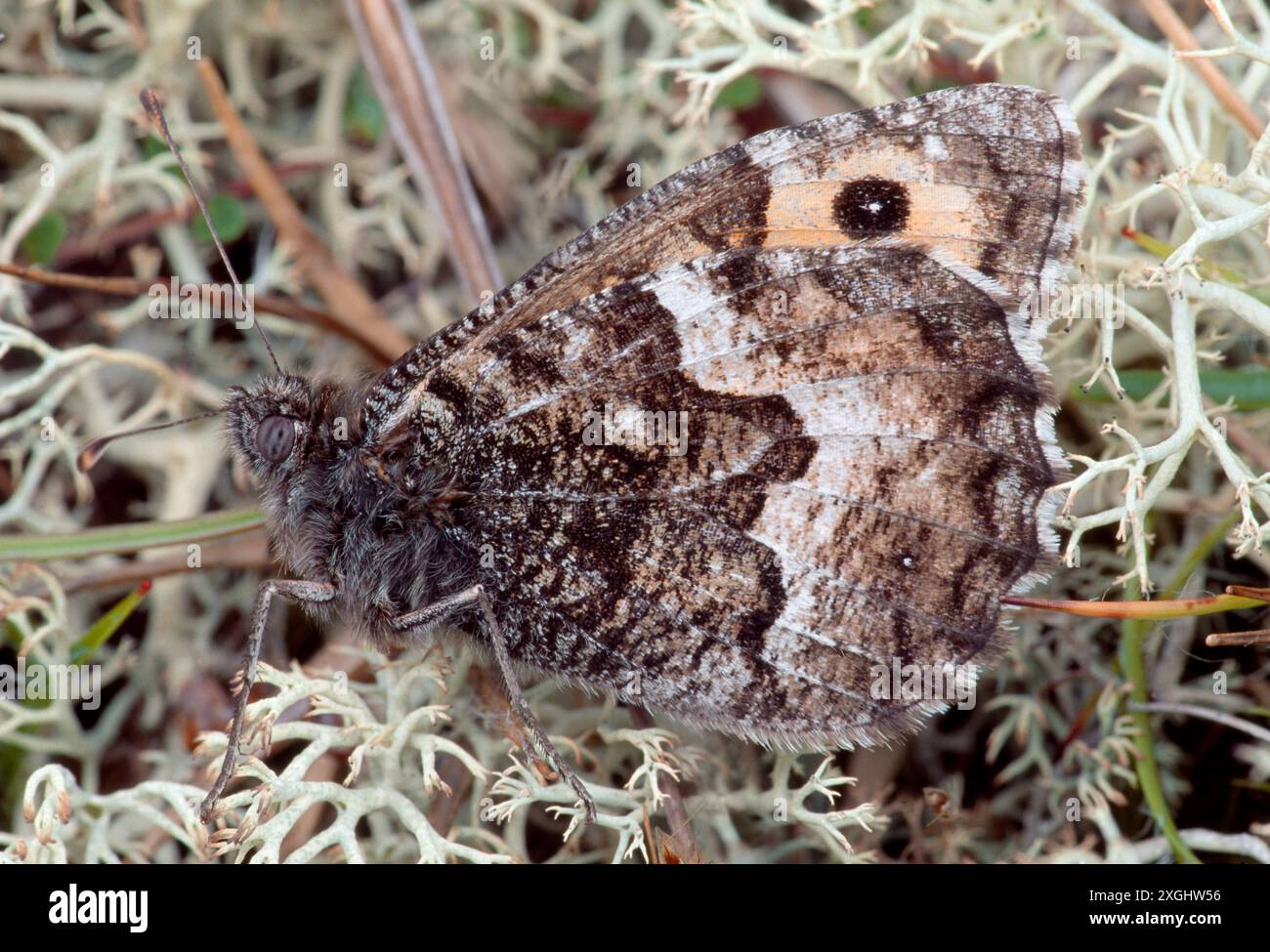 Grayling Butterfly (Hipparchia semele) on maritime heath, Loch Fleet ...