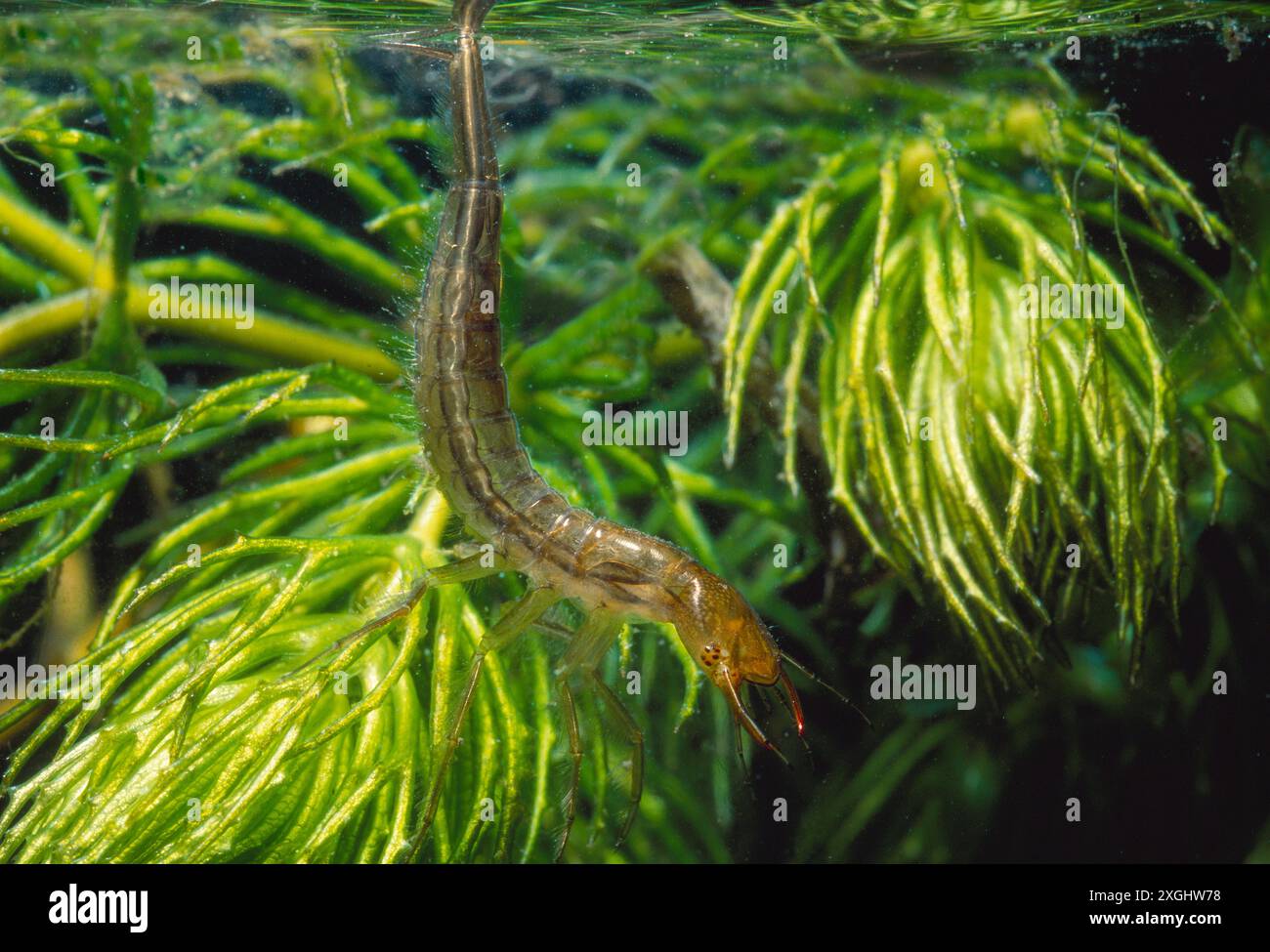 Great Diving Beetle (Dytiscus marginalis) at larval stage, photographed ...