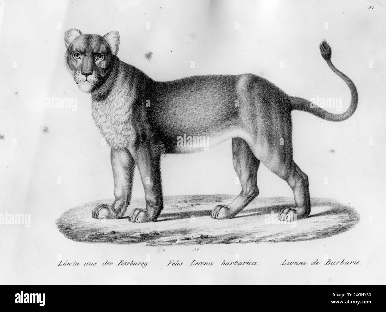 zoology zoology / animals, big cats, lions, Barbary lion (Panthera leo ...