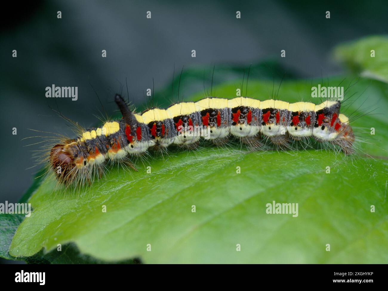 Grey Dagger Moth (Acronicta psi) larva, in rural garden, Berwickshire ...