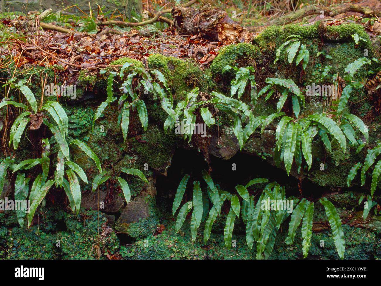 Hart's Tongue Fern (Phyllitis scolopendrium) growing on old stone wall ...