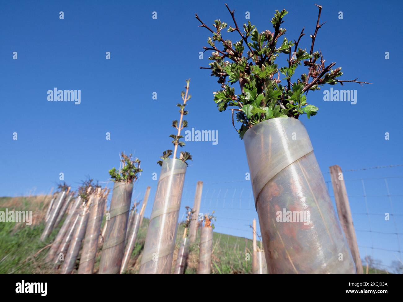 Newly planted borders hi-res stock photography and images - Alamy