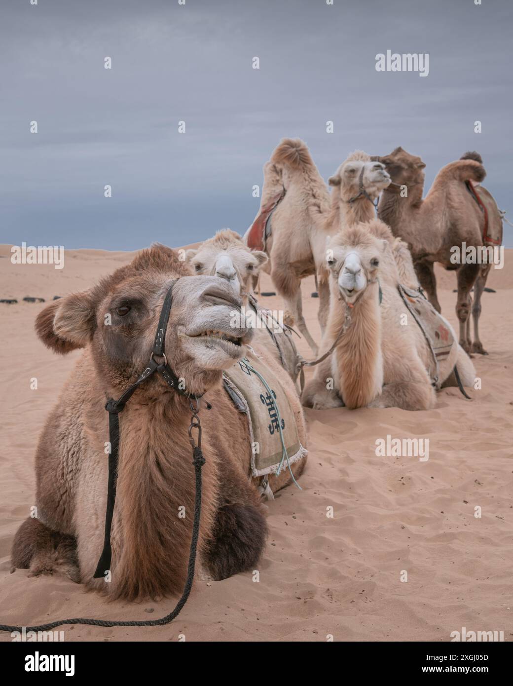 Funny camels hi-res stock photography and images - Alamy