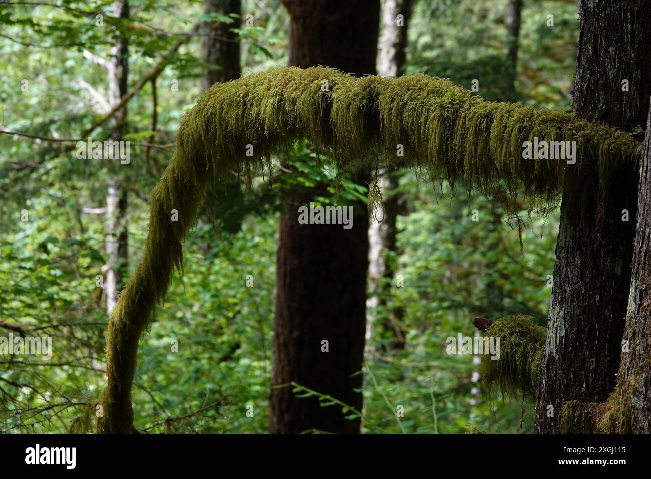 Moss Covered Branch in Temperate Rainforest Stock Photo - Alamy