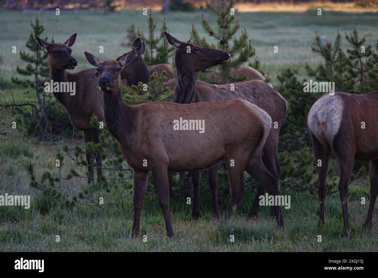 Yellowstone national park sunrise elk hi-res stock photography and ...