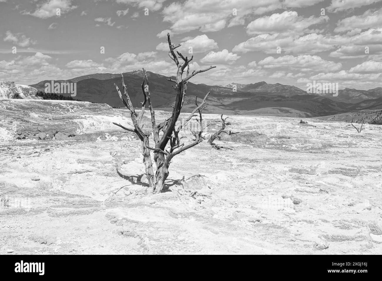 Tree Buried by Rock Deposits, Mammoth Hot Springs Stock Photo - Alamy