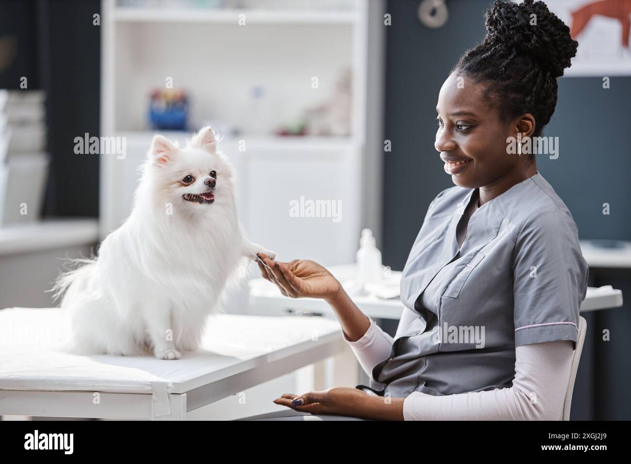 Full length shot of happy trained pomeranian dog sitting on examination ...