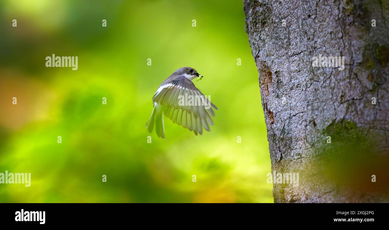 European Pied Flycatcher Ficedula hypoleuca carries food to the nest ...