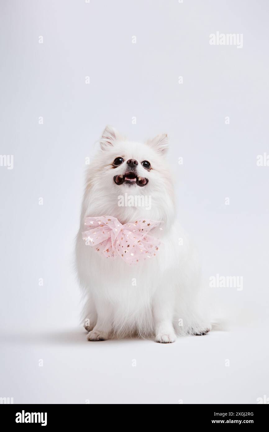 Vertical full shot of happy cream pomeranian dog wearing cute pink ...
