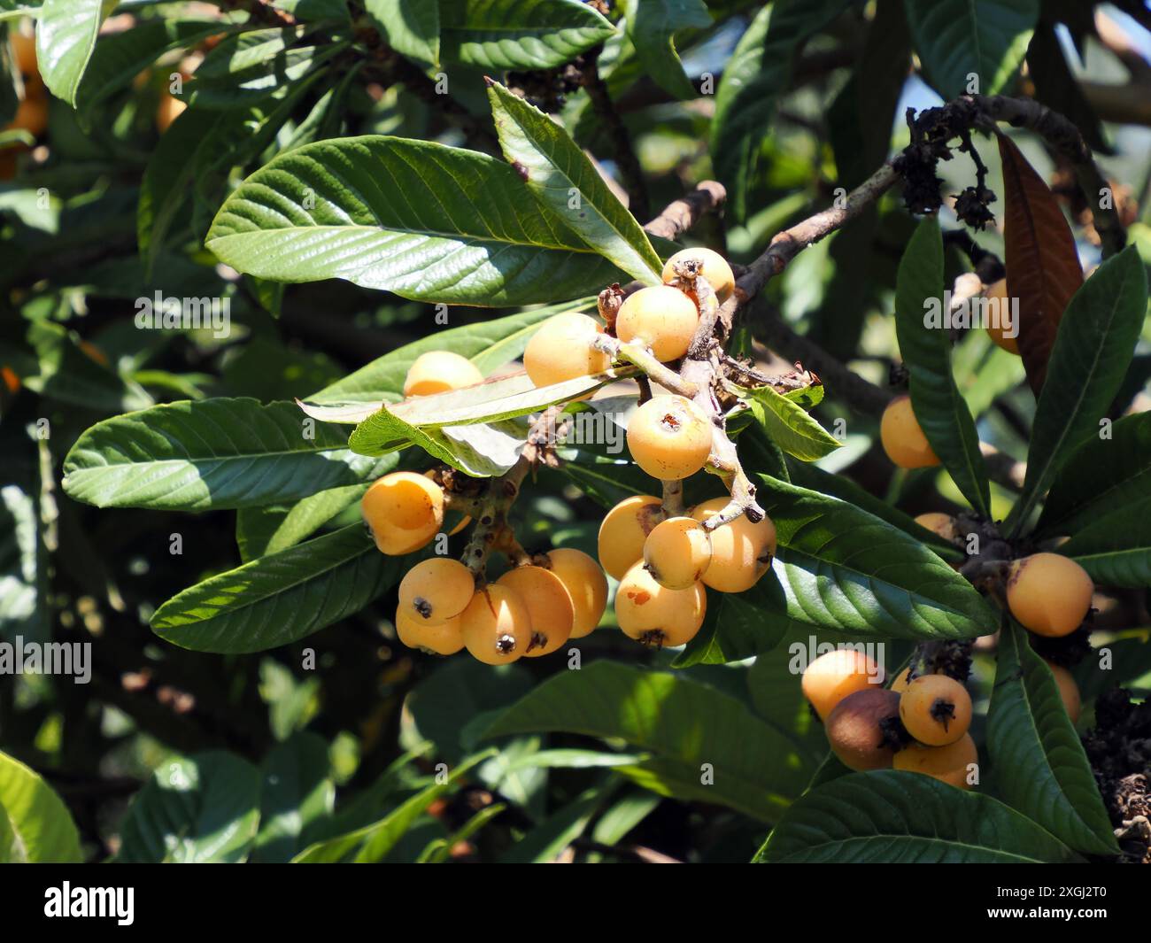 Eriobotrya japanische mispel hi-res stock photography and images - Alamy