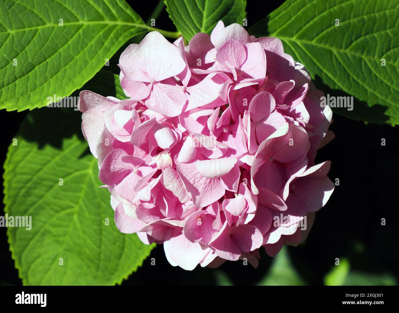bigleaf hydrangea, French hydrangea, lacecap hydrangea, mophead hydrangea, penny mac ...