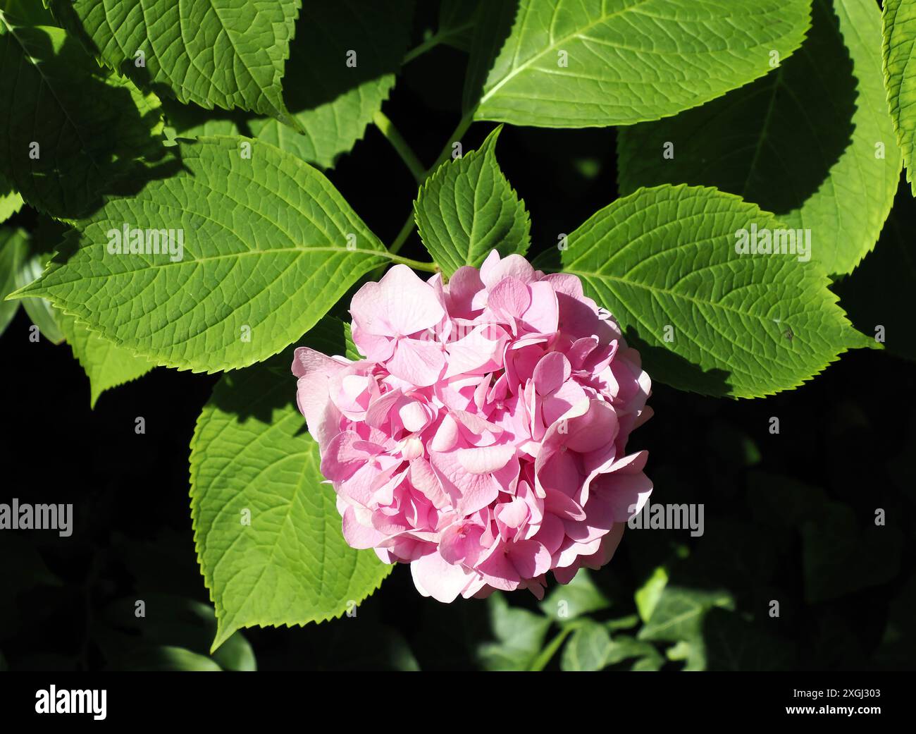 bigleaf hydrangea, French hydrangea, lacecap hydrangea, mophead hydrangea, penny mac ...