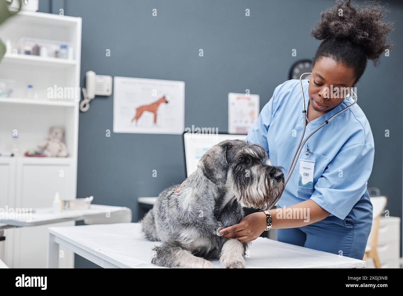 Shot of gray schnauzer lying on examination table while female African ...