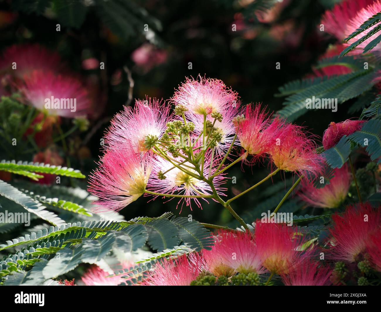 Persian silk tree or pink silk tree, Seidenbaum, Arbre à soie, Albizia ...