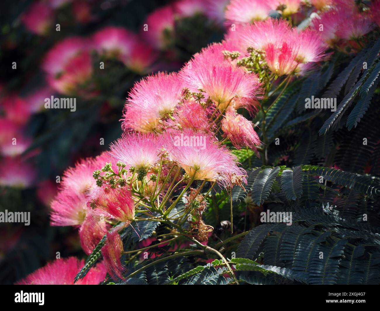 Persian silk tree or pink silk tree, Seidenbaum, Arbre à soie, Albizia ...
