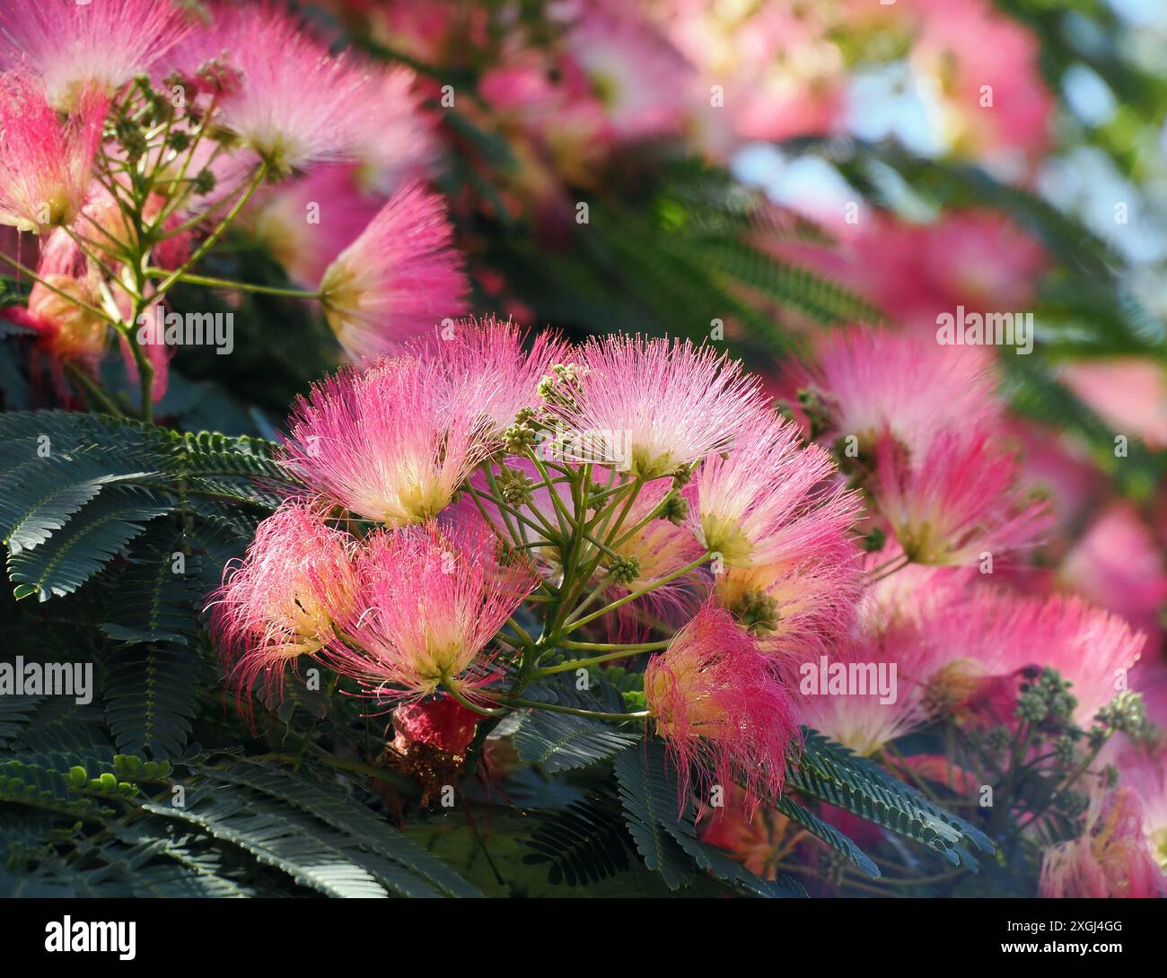 Persian silk tree or pink silk tree, Seidenbaum, Arbre à soie, Albizia ...