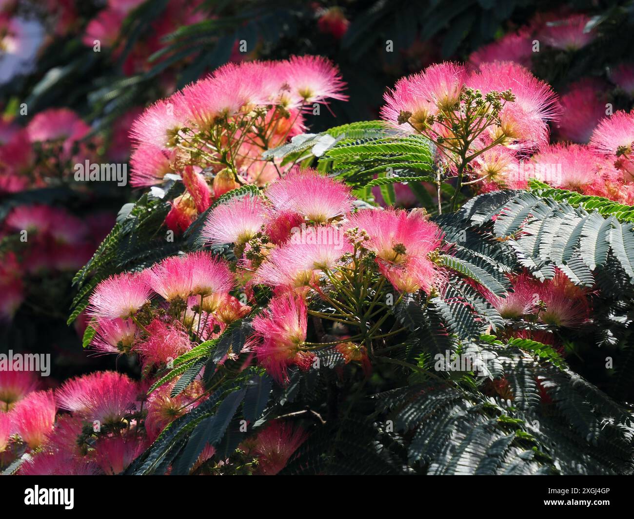Acacia de constantinople hi-res stock photography and images - Alamy