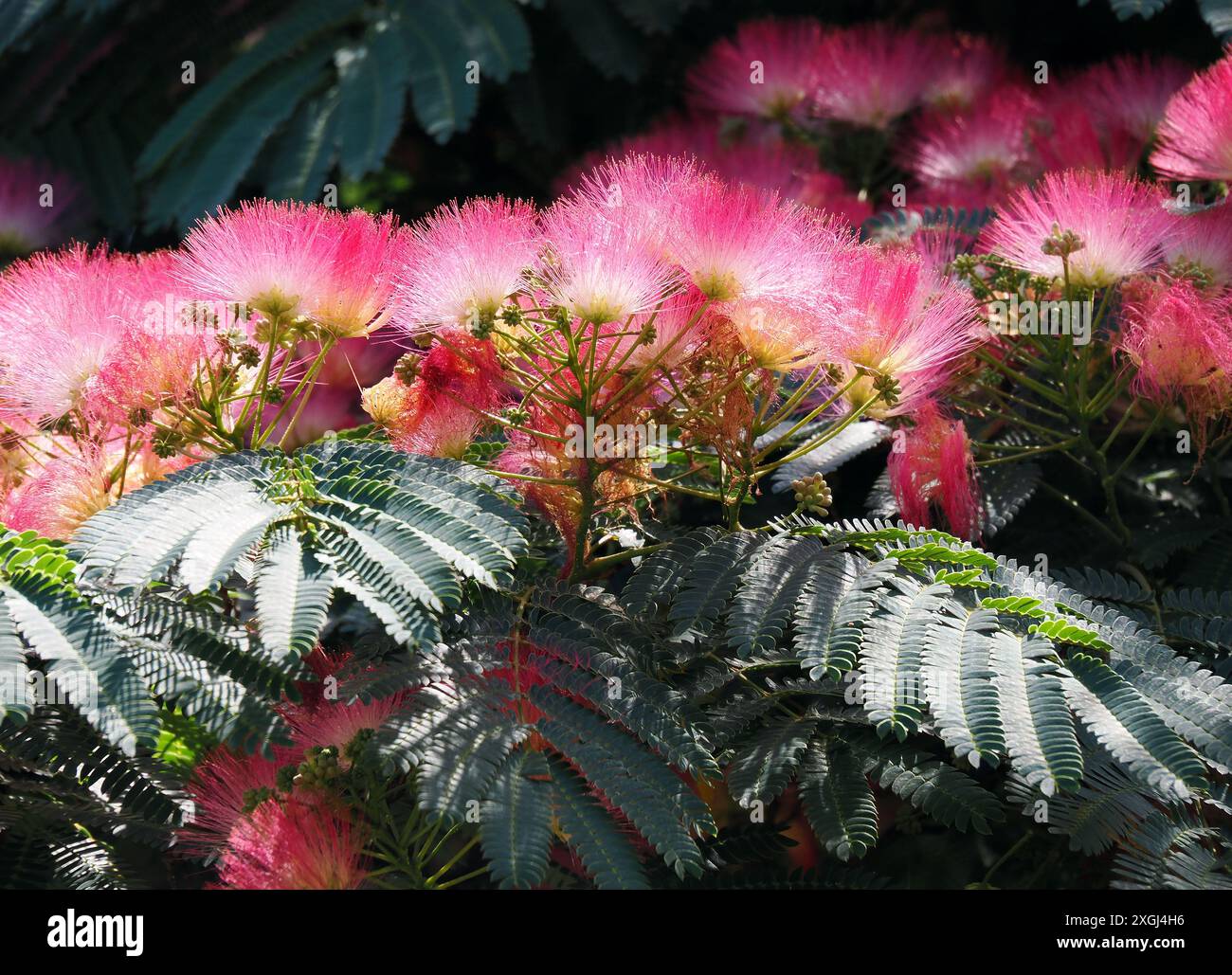 Persian silk tree or pink silk tree, Seidenbaum, Arbre à soie, Albizia ...