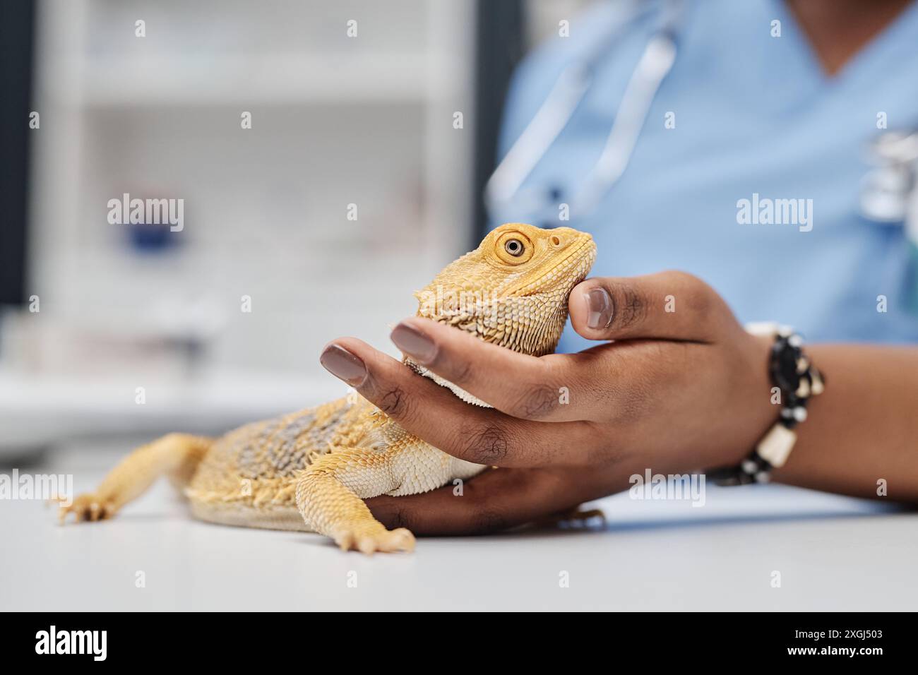 Side view portrait of healthy bearded dragon holding head up on ...
