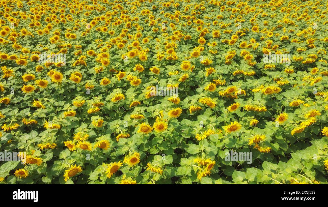 Sunflower field, top view. Sunflower plants bloom in a farmer's field ...