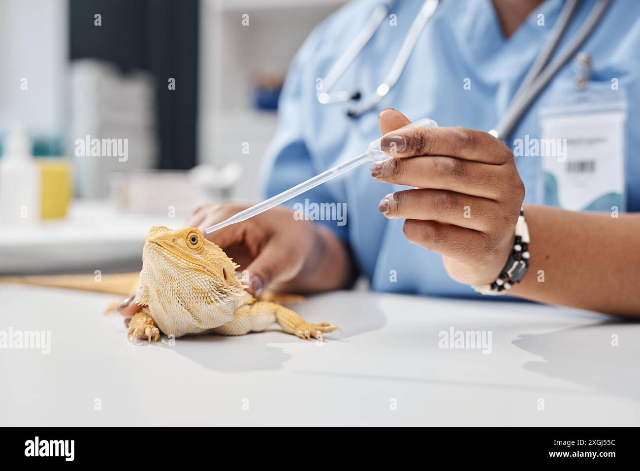 Shot of female veterinarian of Black ethnicity putting eye drops in ...