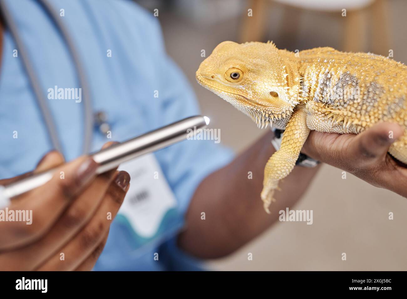 Shot of body examination on bearded dragon conducted by female ...