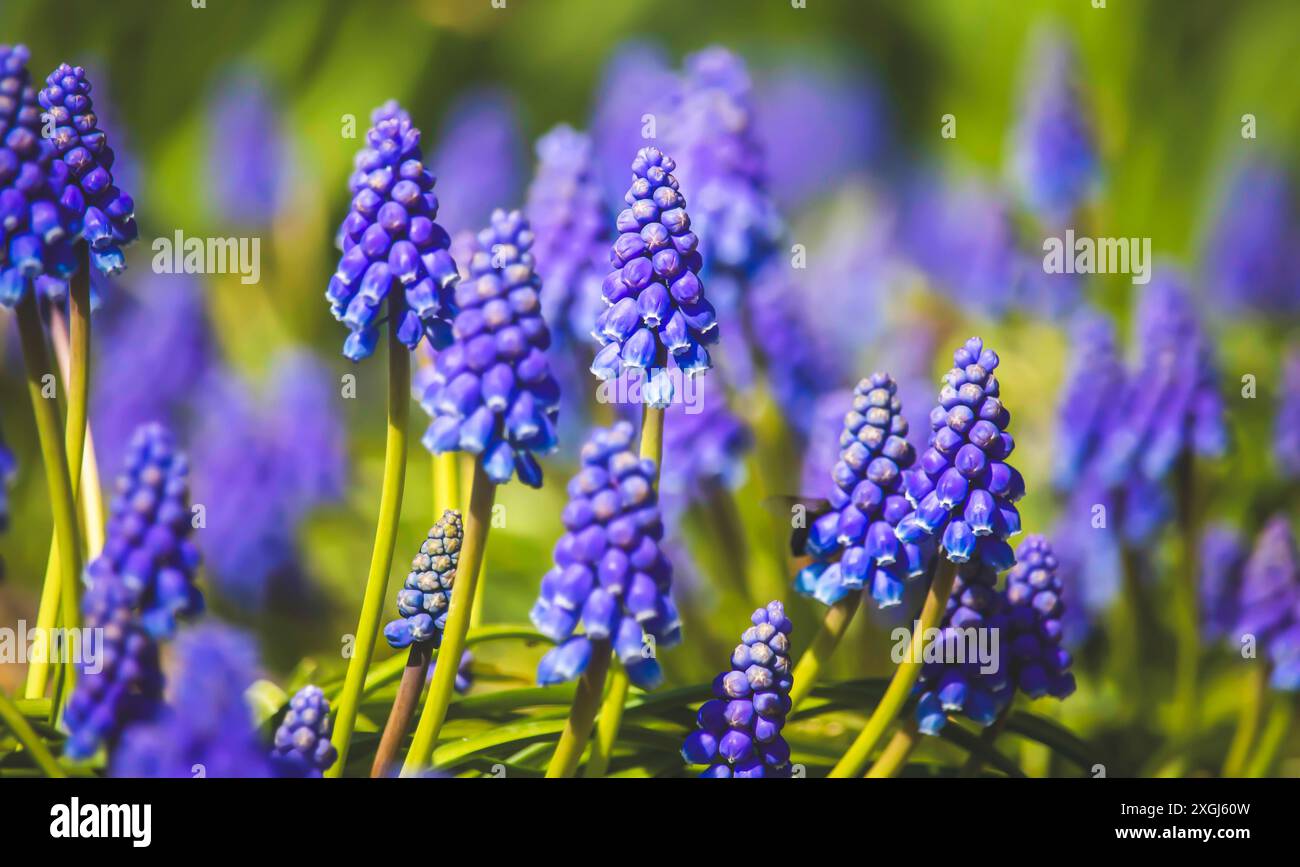 Horizontal botanical banner. Background for a website, covers, leaflets ...