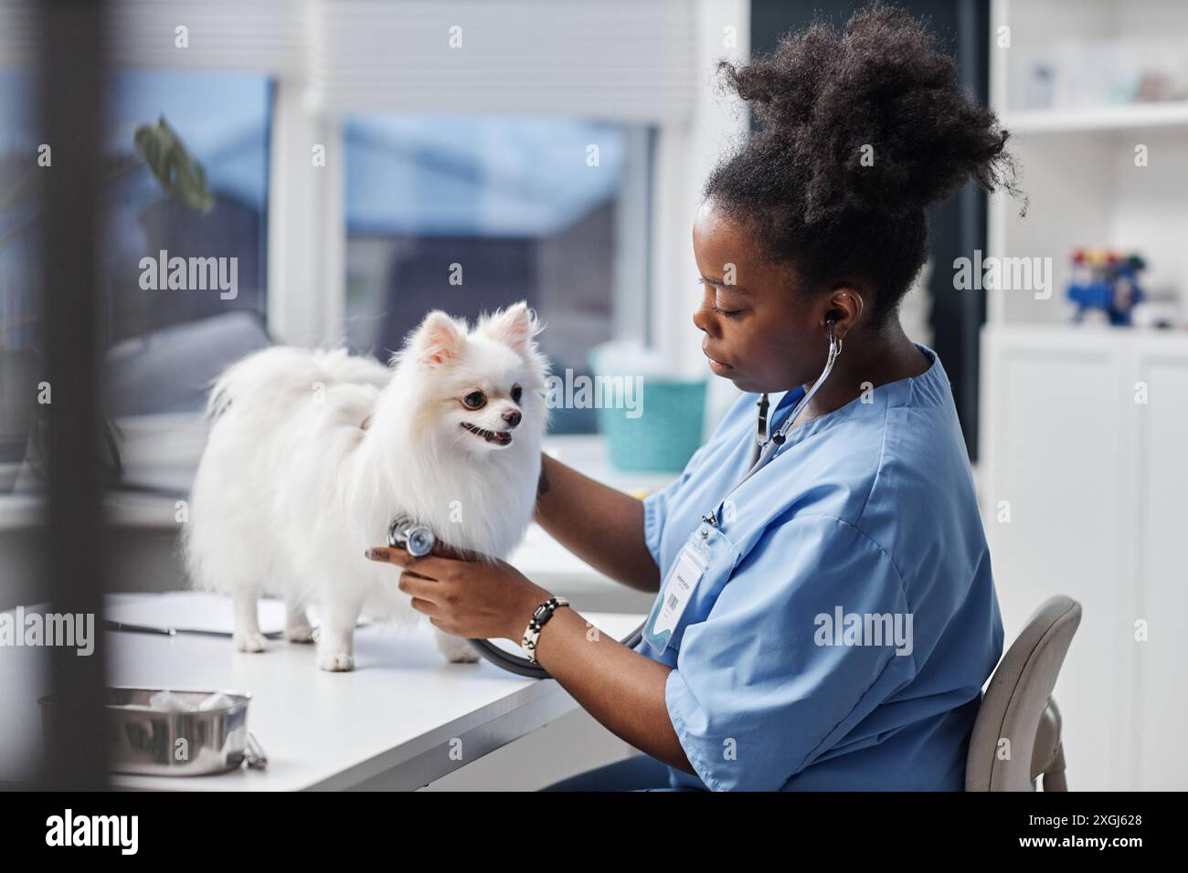 Side view of young female African American veterinarian in blue uniform ...