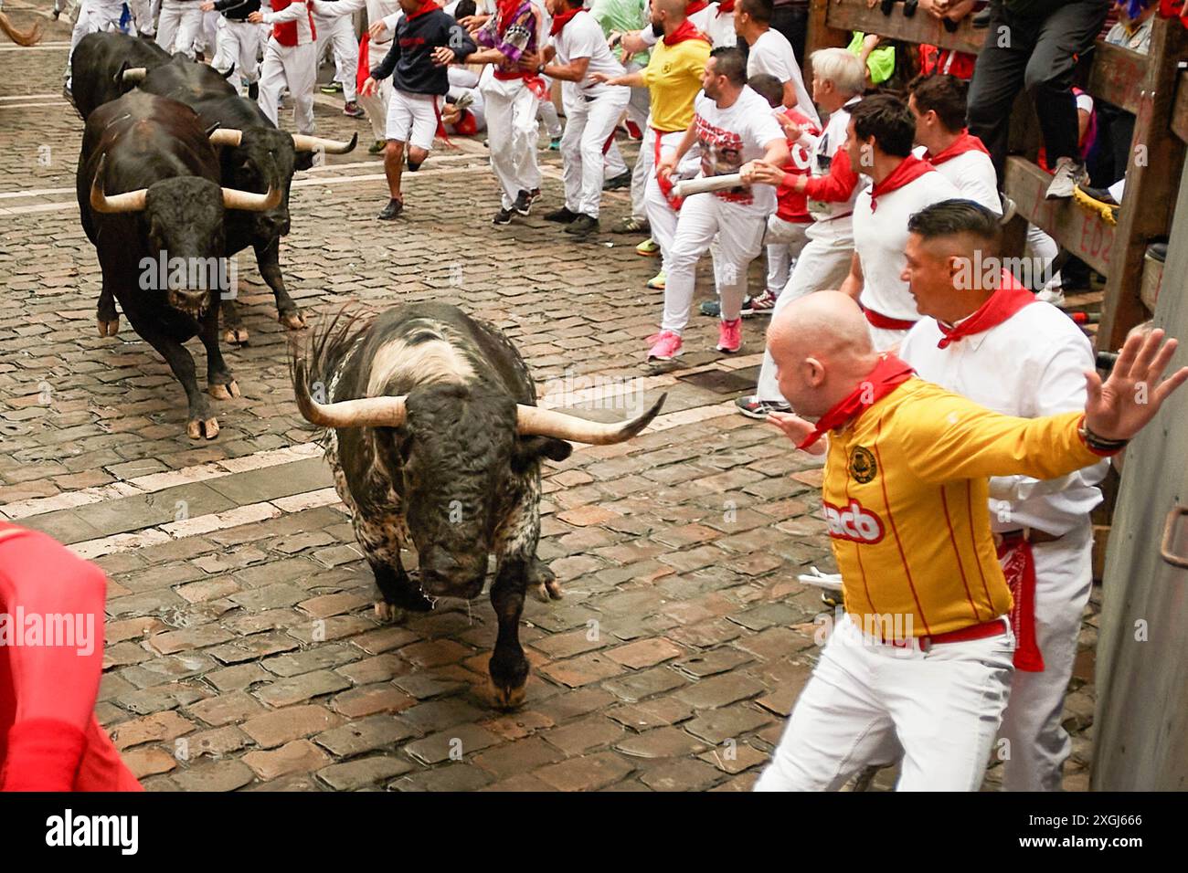 Bulls from victoriano del rio cattle ranch seen running alongside ...