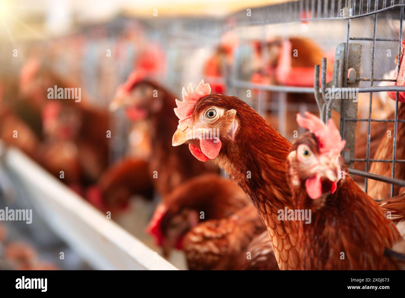 hens laying eggs in the battery, small business african poultry ...