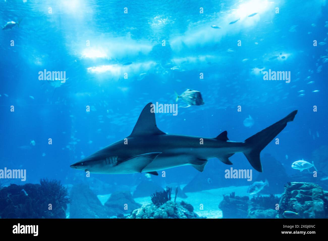 Shark in the Oceanarium in Lisbon Portugal Stock Photo - Alamy