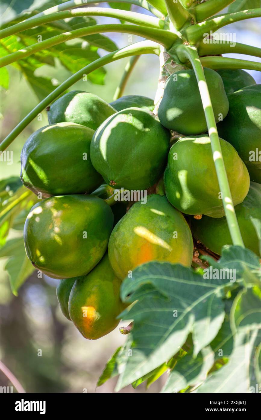 Unripe papaya fruit ,fresh cultivated in the field Stock Photo - Alamy