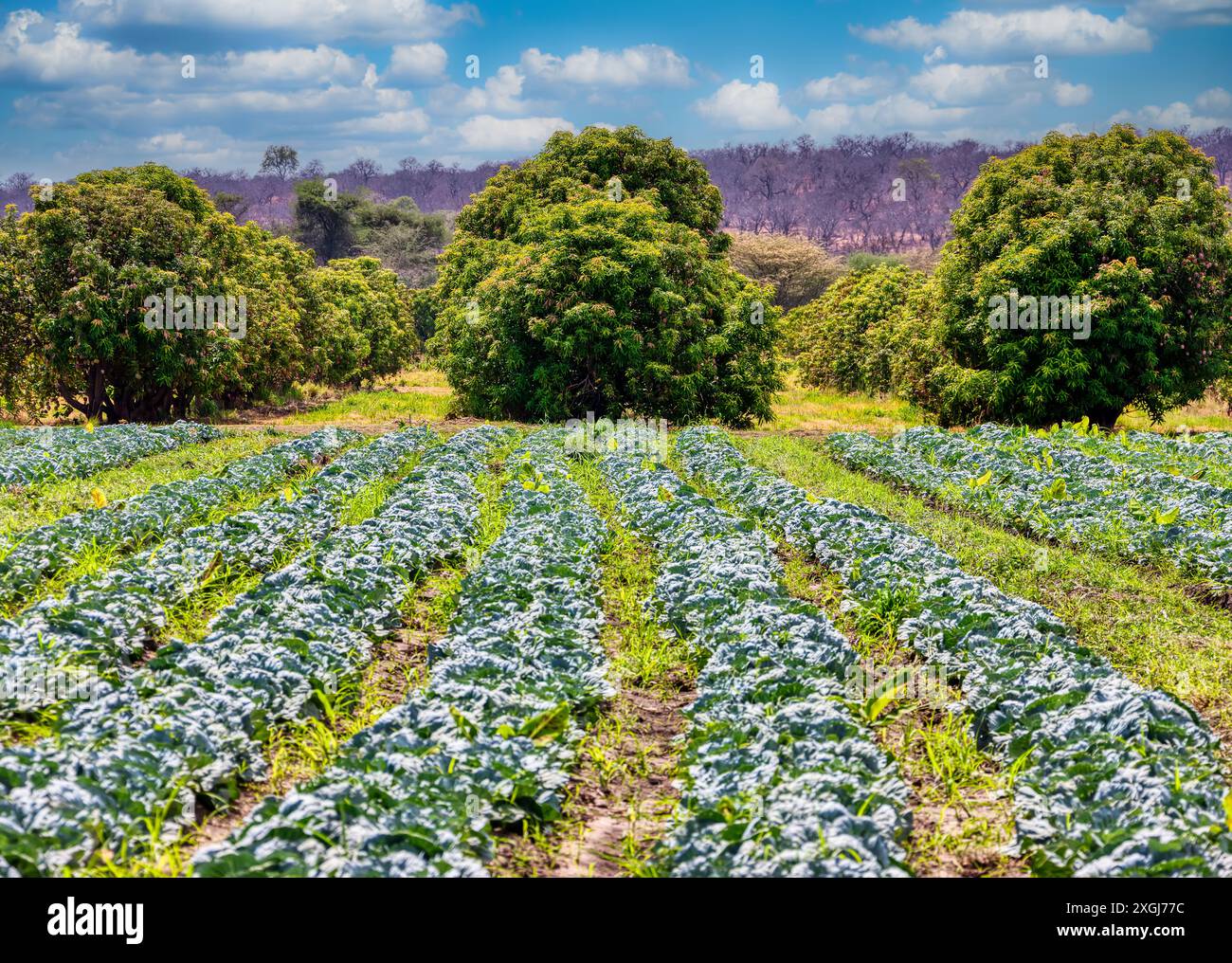 Mango trees in row hi-res stock photography and images - Alamy