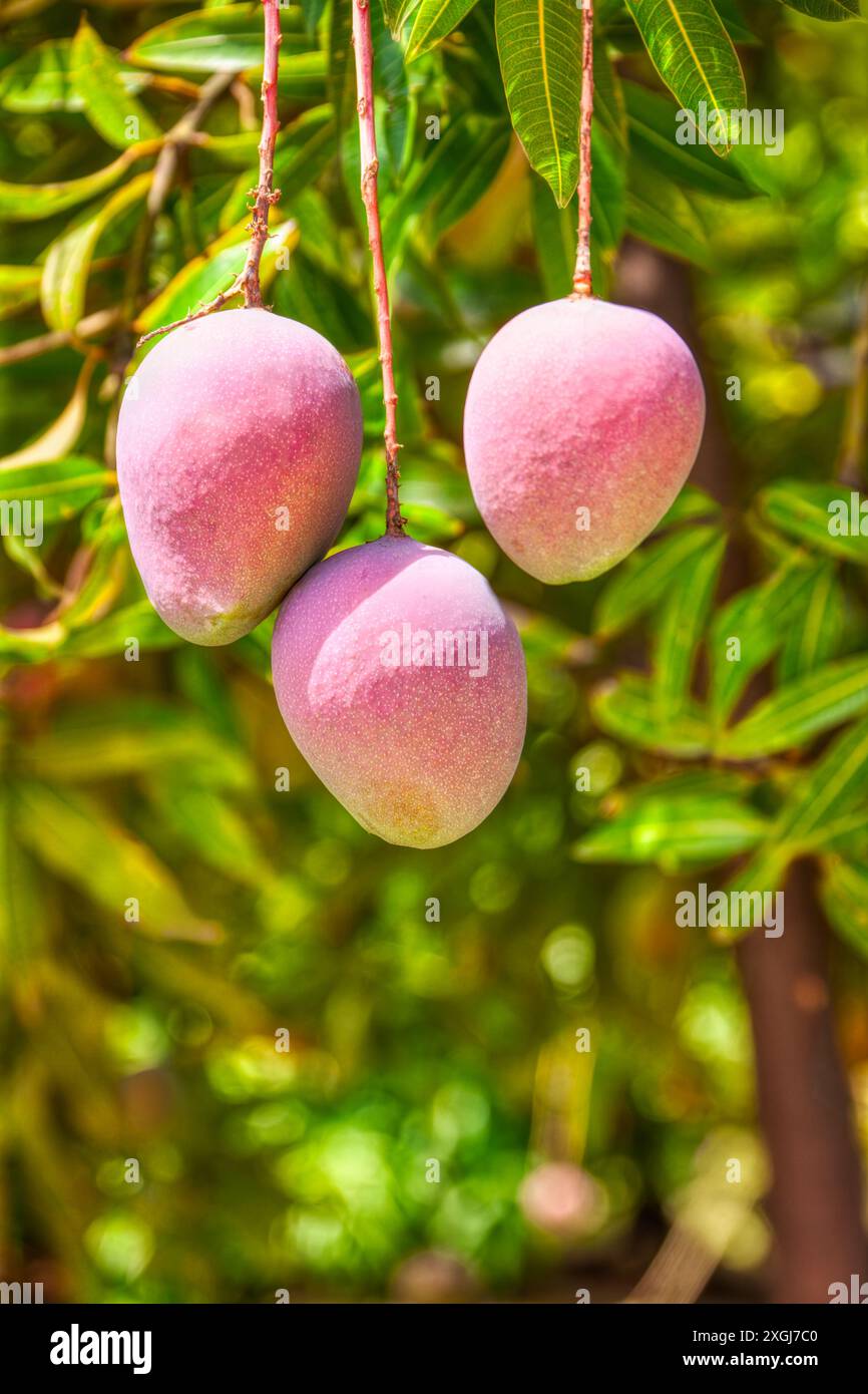 mango fruits ready to harvest in the orchard hanging on the tree in a ...