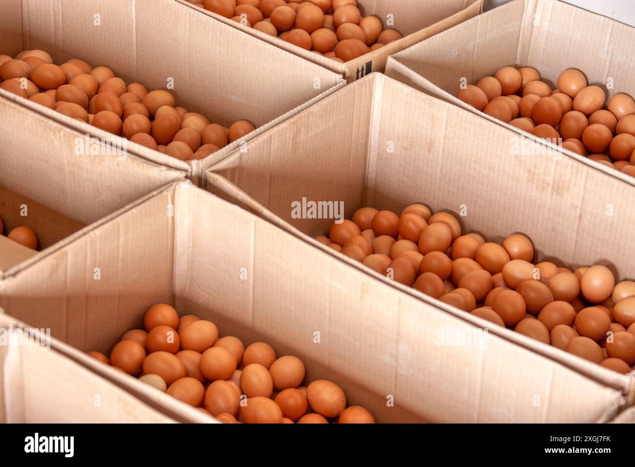 organic eggs, non washed in big carton boxes before packed for retail ...