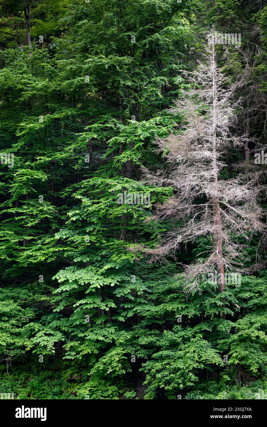 A dead Tamarack tree is surrounded by very live healthy Beech and Liden ...