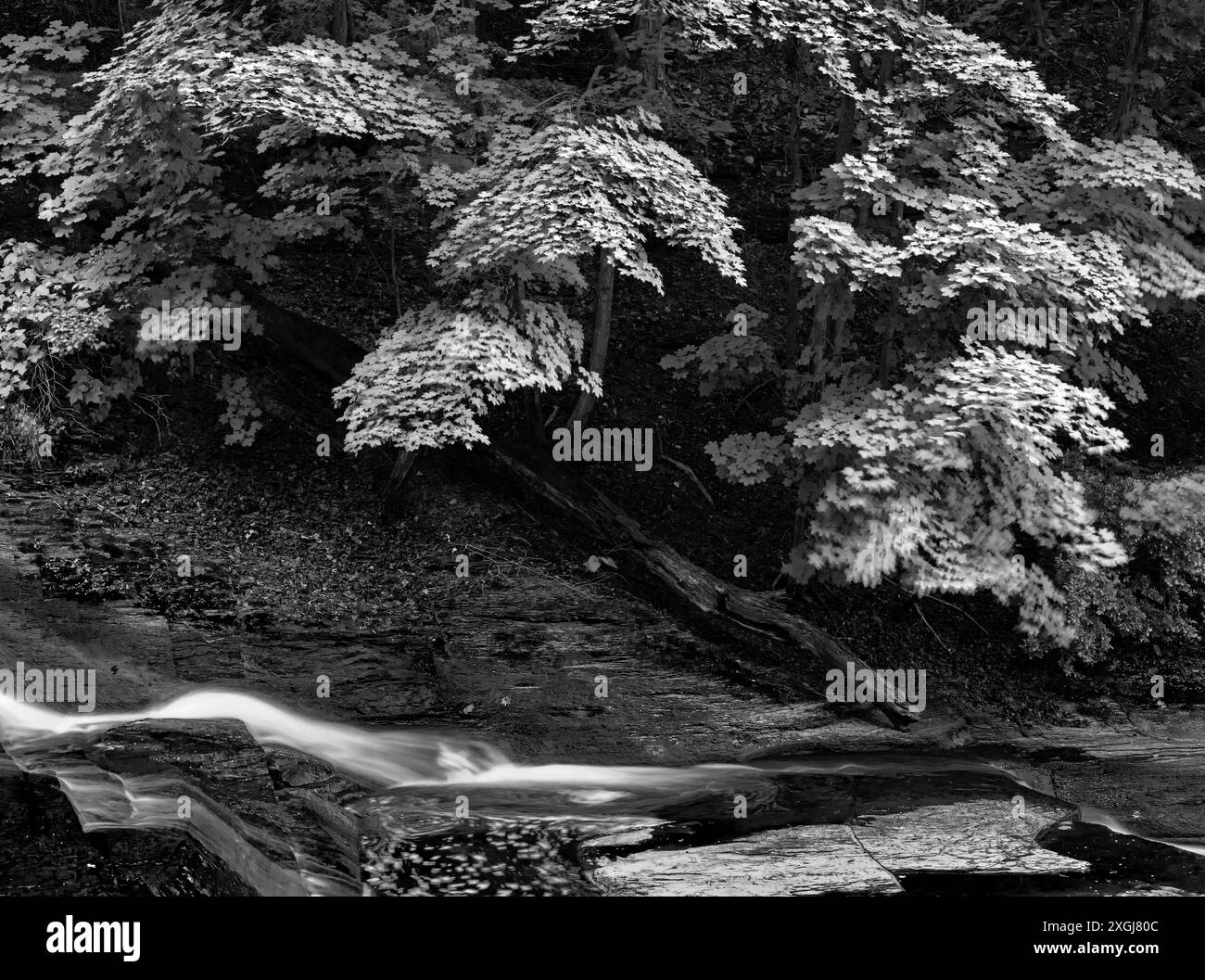 Cascadilla Creek rushes down Cascadilla Gorge under a border of Maple ...