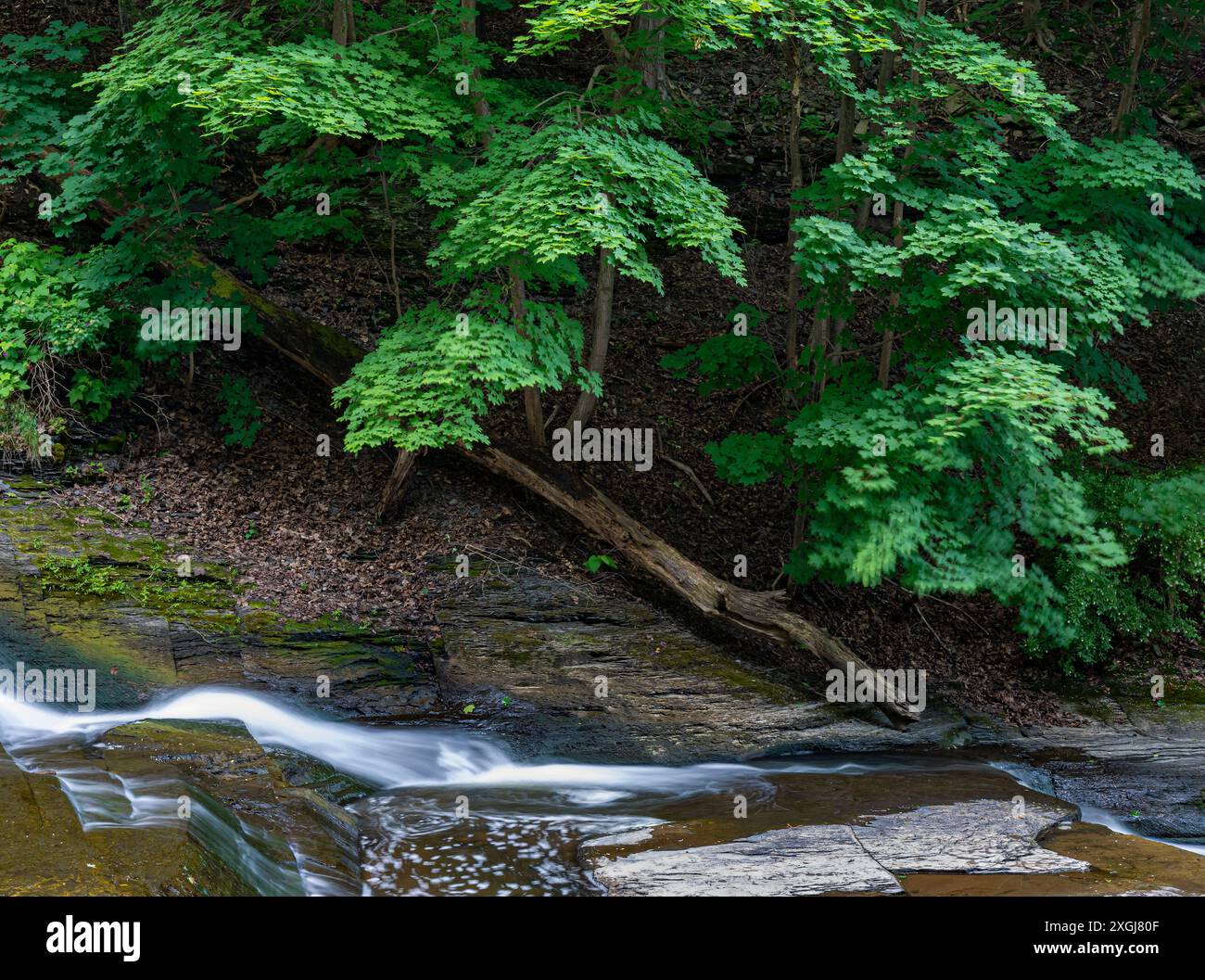 Cascadilla Creek rushes down Cascadilla Gorge under a border of Maple ...