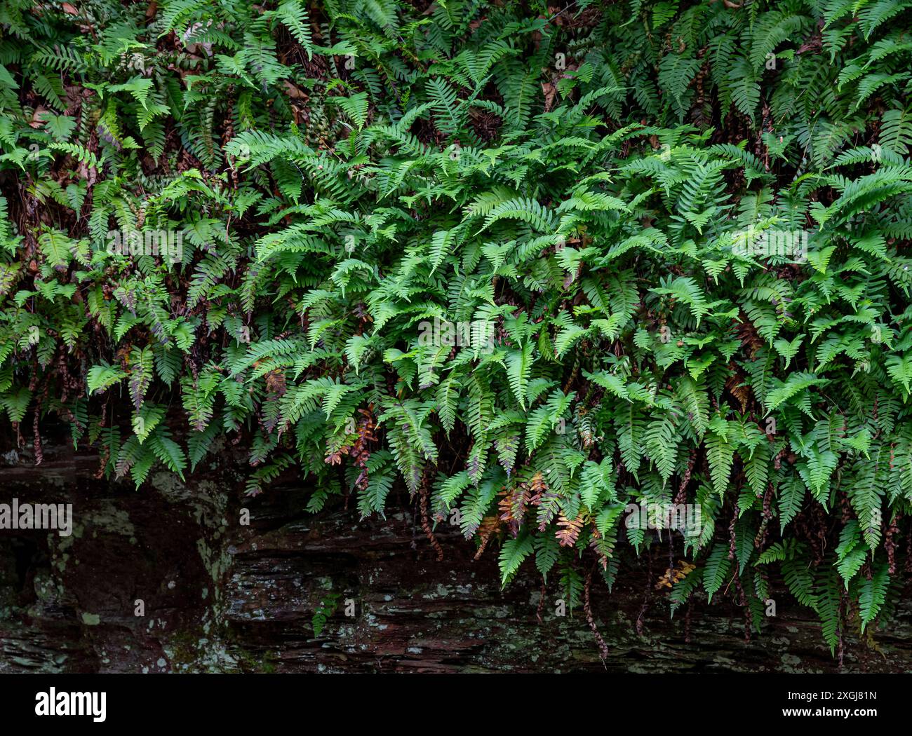 Ferns populate the upper cliff face of a canyon wall in Ricket's Glen ...